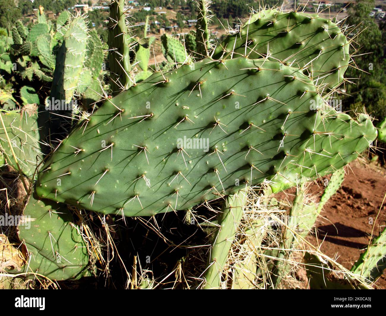 The cactus in Lalibela, Ethiopia Stock Photo - Alamy