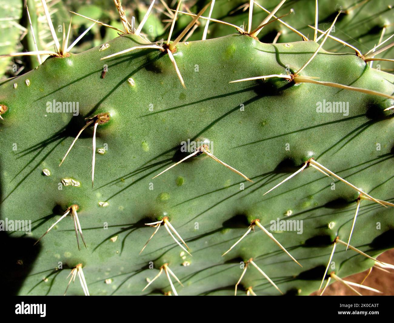 The cactus in Lalibela, Ethiopia Stock Photo - Alamy