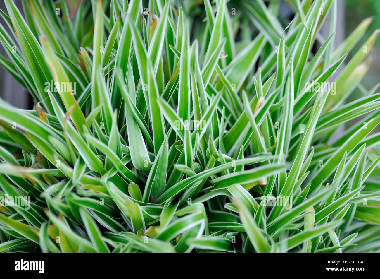 Chlorophytum comosum Variegatum , Variegatum or Asparagaceae ...