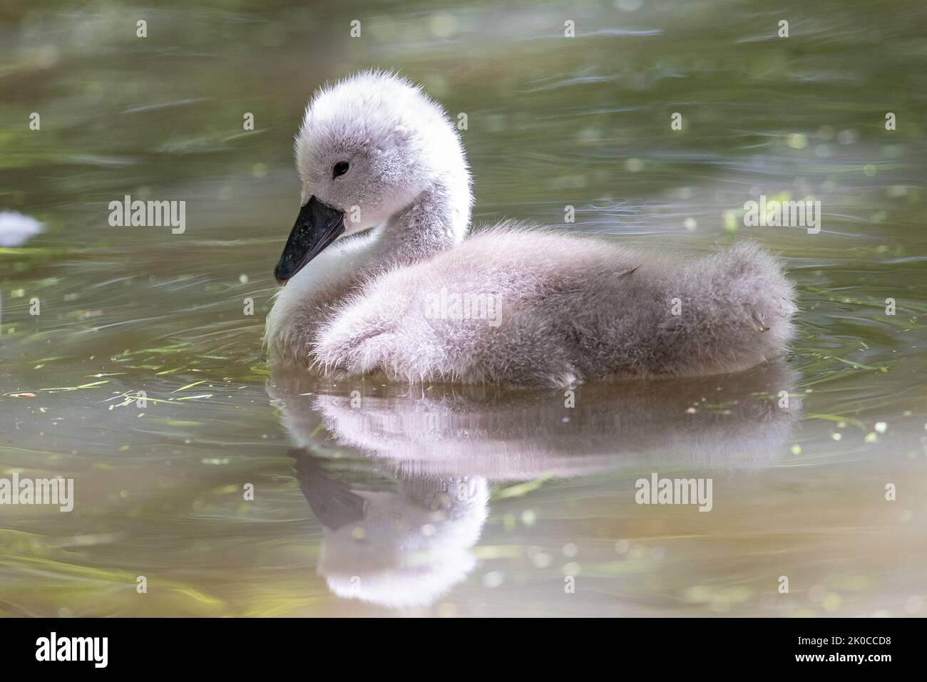 Cygnet birds wildlife hi-res stock photography and images - Alamy