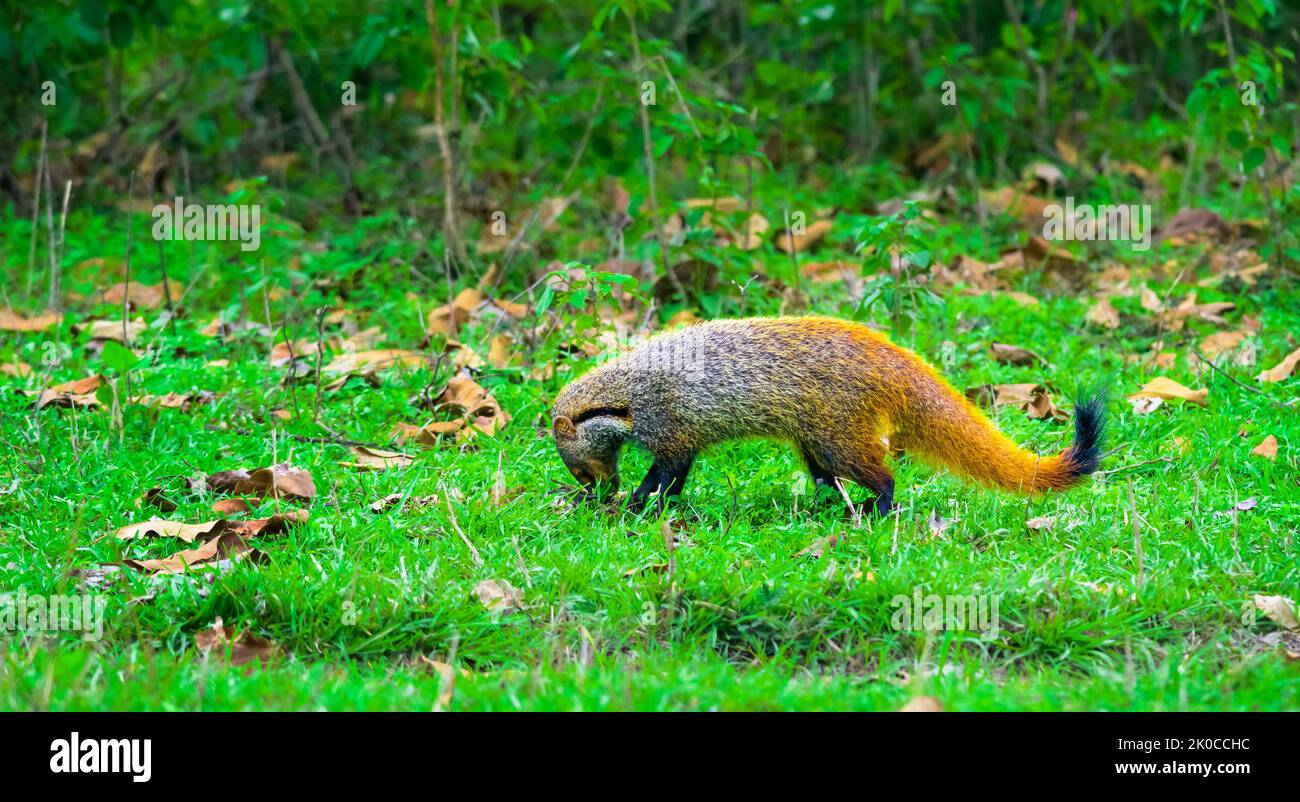 Small predator, mammal, Stripe-necked Mongoose, Urva vitticolla ...