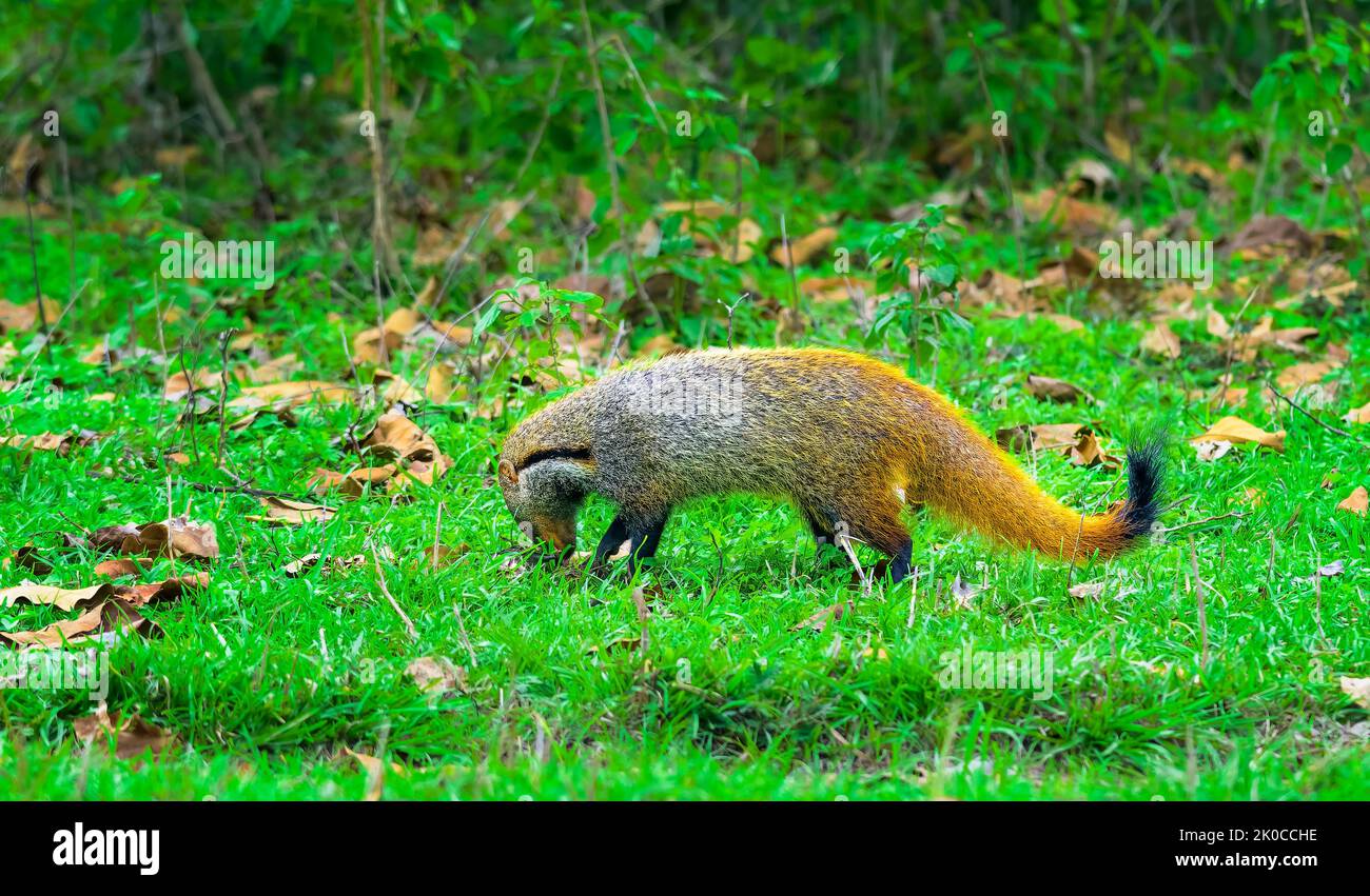 Mongoose jungle hi-res stock photography and images - Alamy