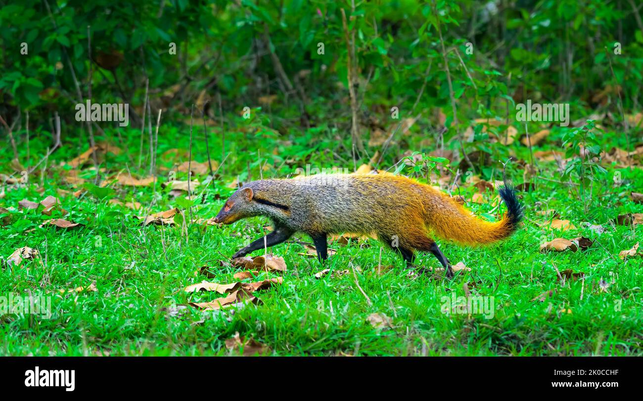 Mongoose jungle hi-res stock photography and images - Alamy