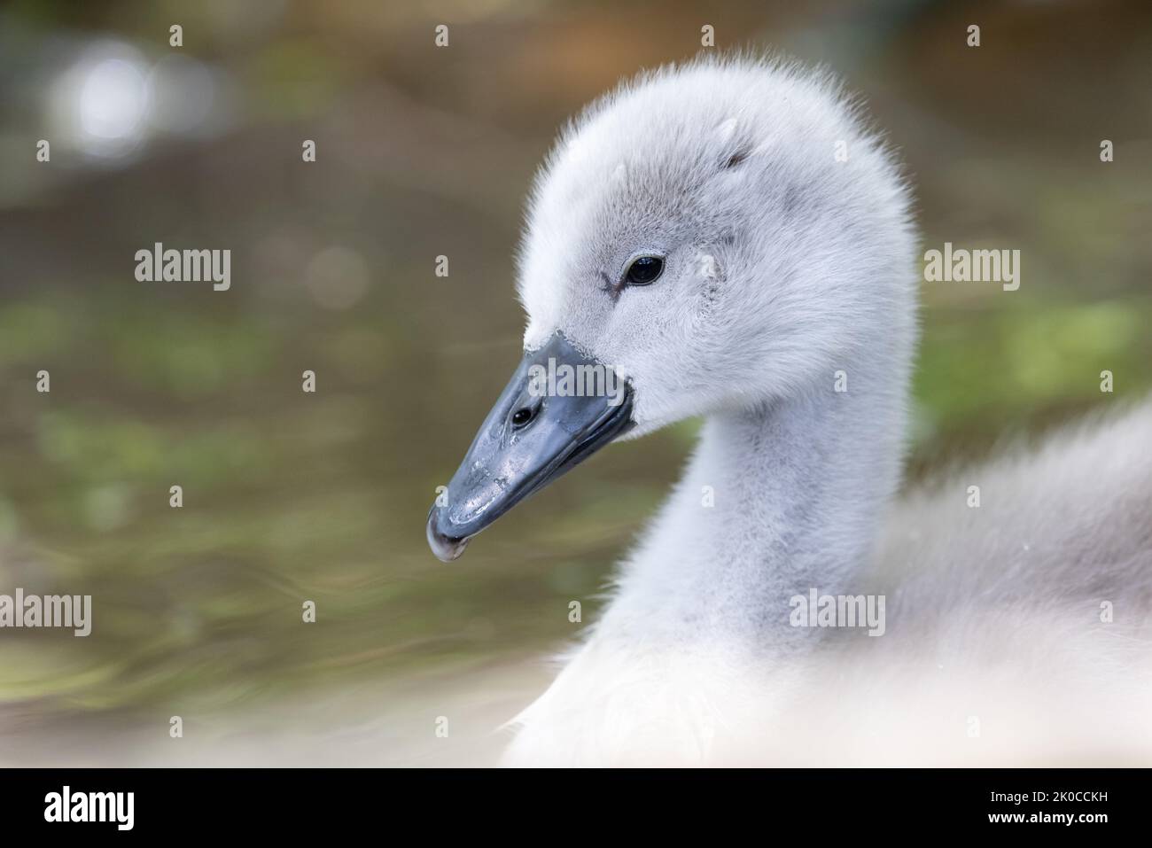 Mute swan cygnet [ Cygnus olor ] head shot portrait at Abbotsbury ...