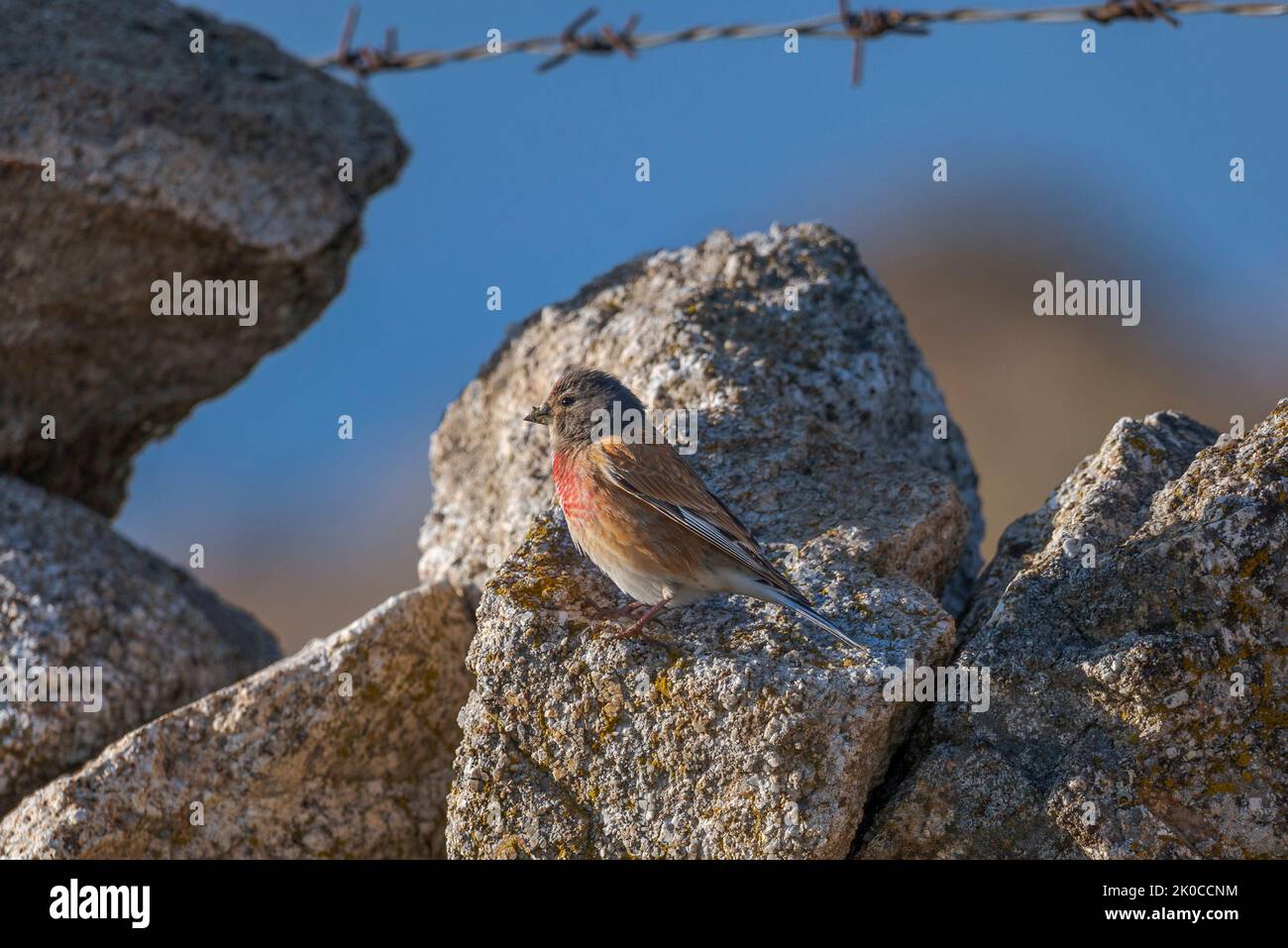 Male of Common linnet, Linaria cannabina, on a rock Stock Photo - Alamy