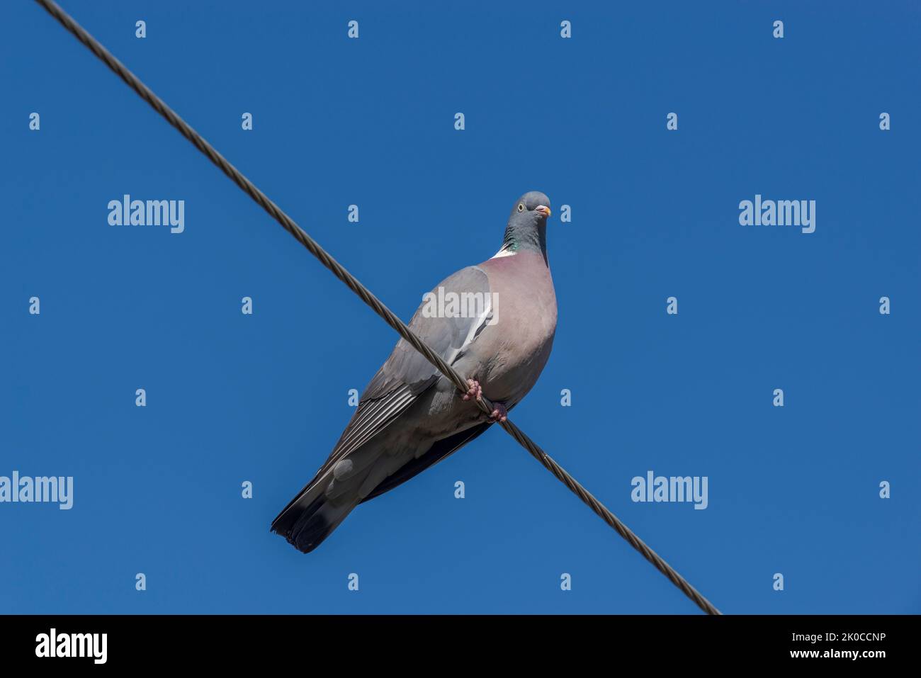 Common wood pigeon, Columba palumbus, perched on a wire Stock Photo - Alamy