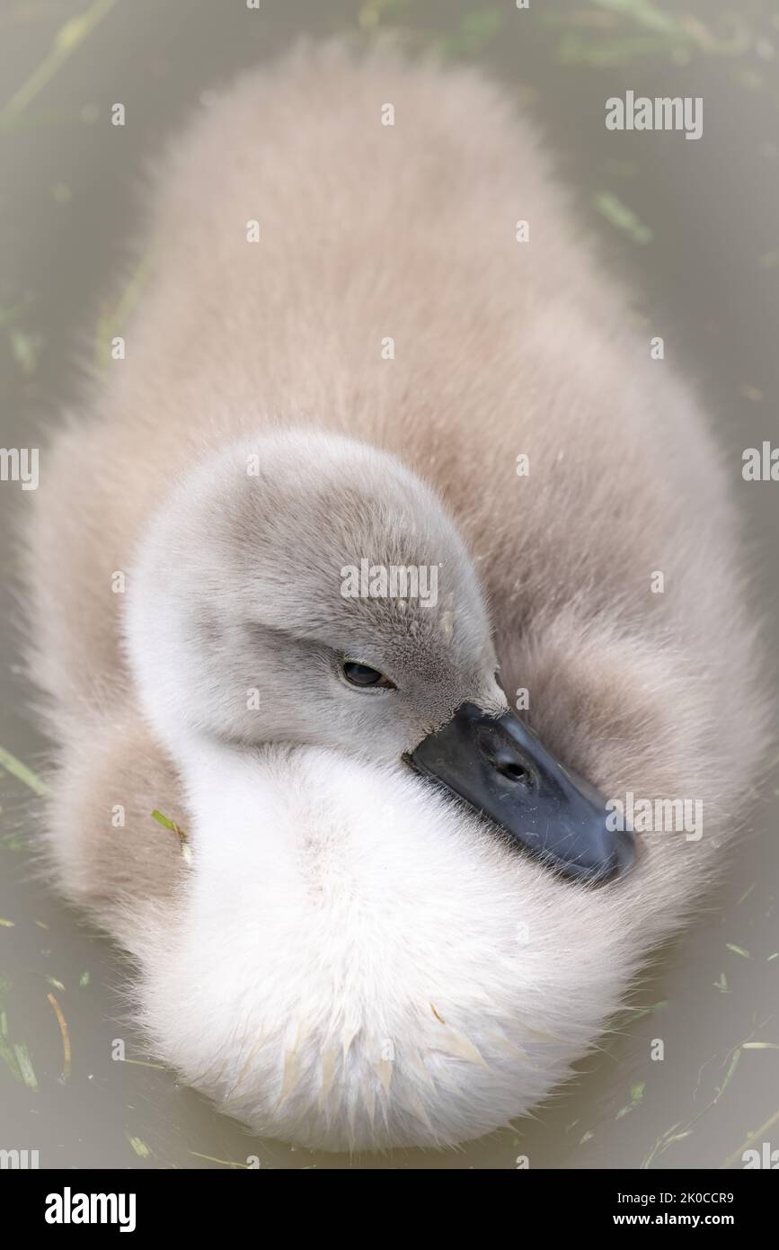 Cygnet birds wildlife hi-res stock photography and images - Alamy