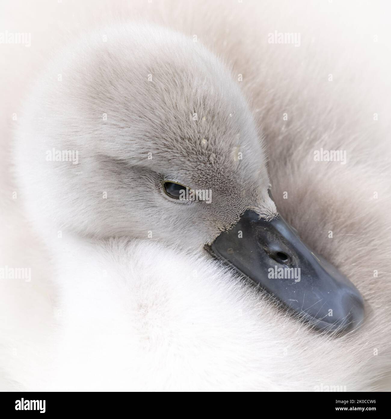 Mute swan cygnet [ Cygnus olor ] head shot portrait at Abbotsbury ...