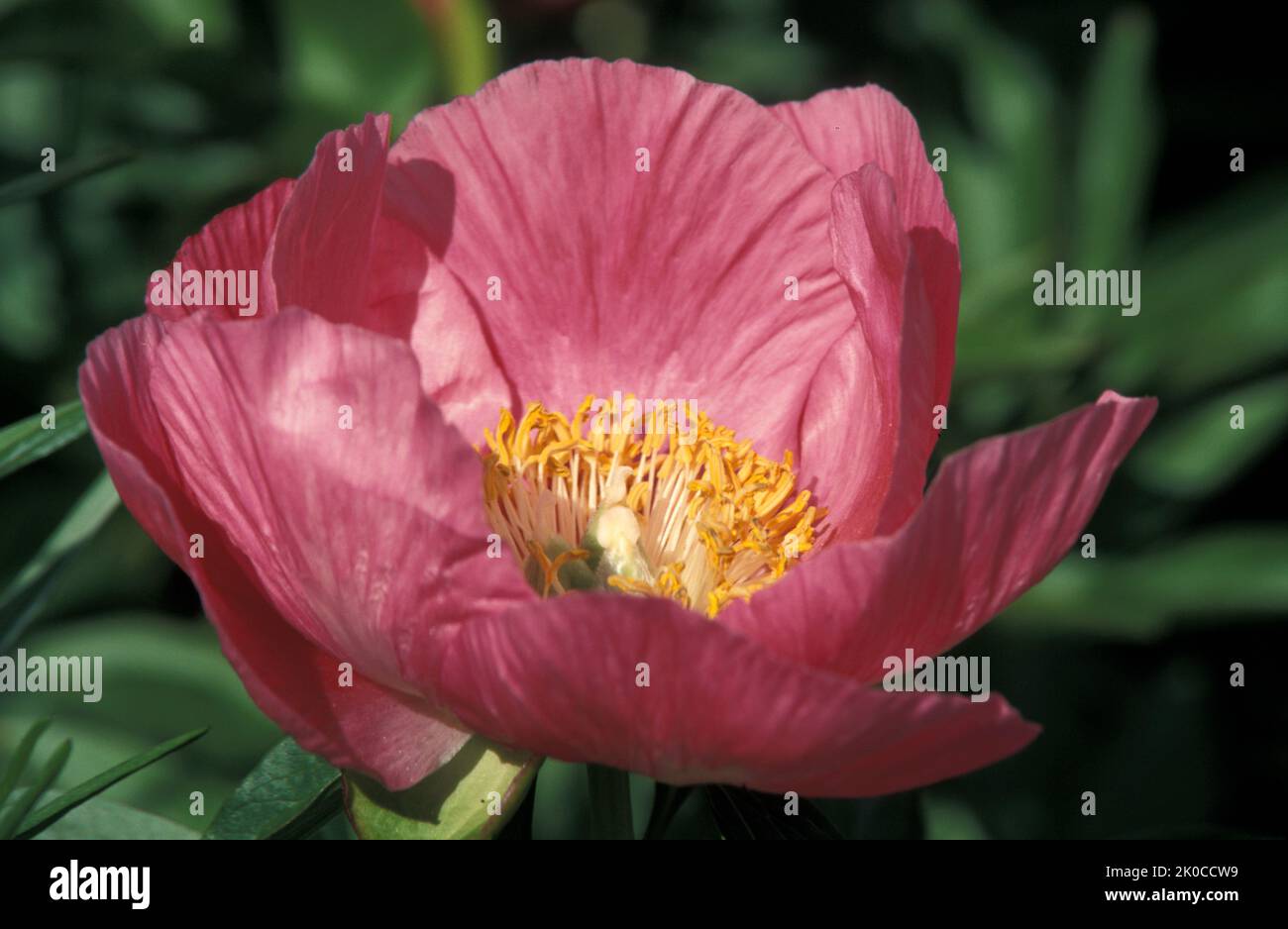 PINK PEONY FLOWER Stock Photo - Alamy