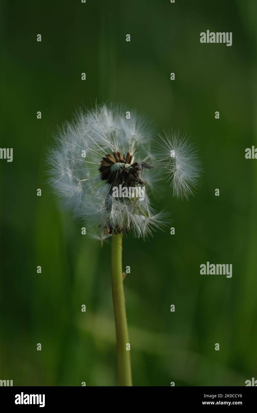 Vertical image of a dandelion seed head in nature Stock Photo - Alamy