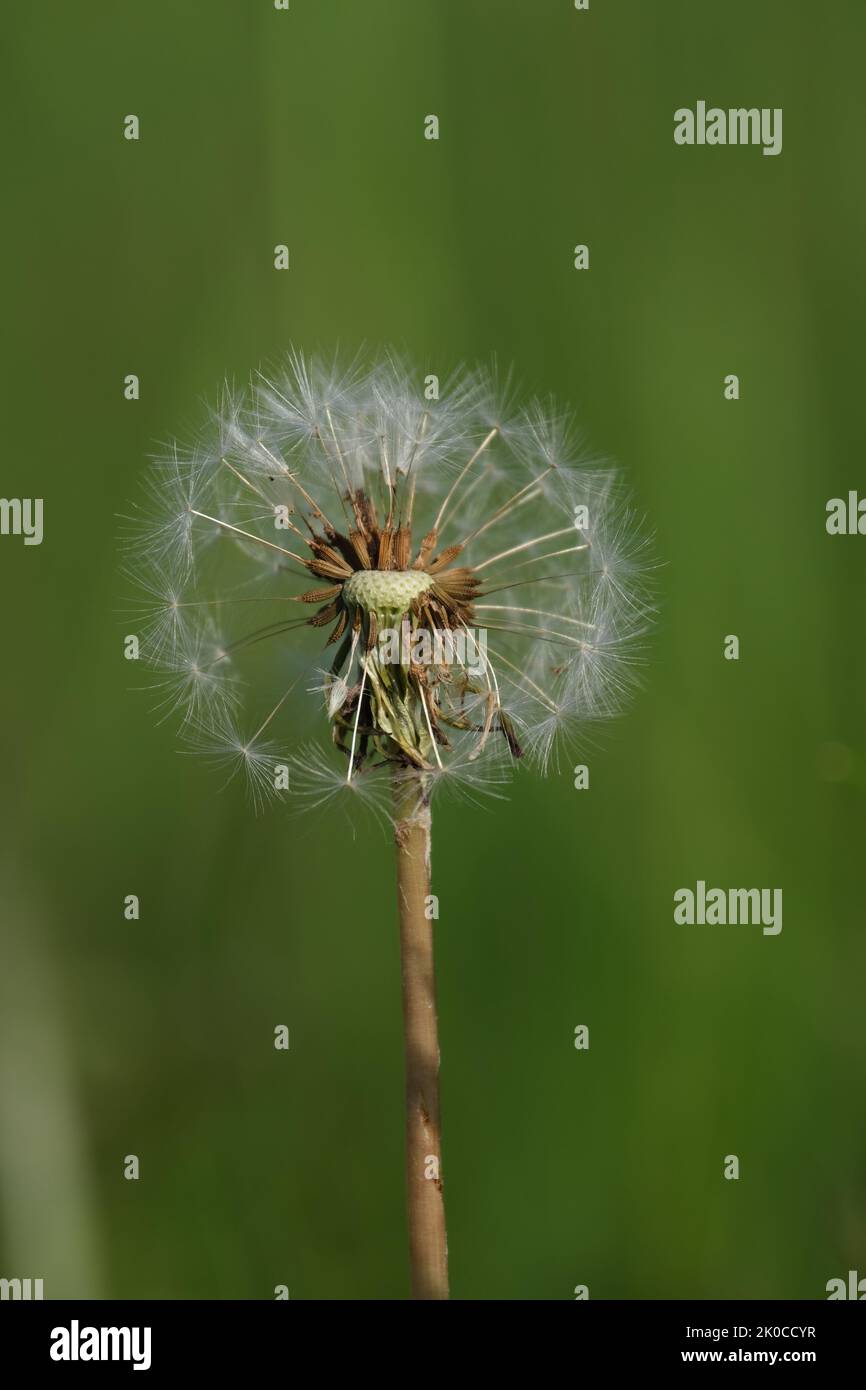 Vertical image of a dandelion flower head in nature Stock Photo - Alamy