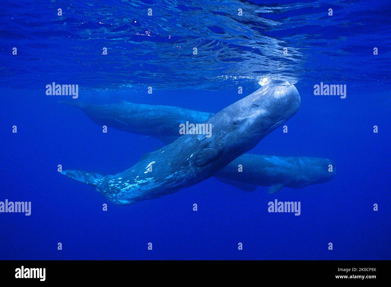 Sperm whales (Physeter macrocephalus), in blue water, Dominica ...
