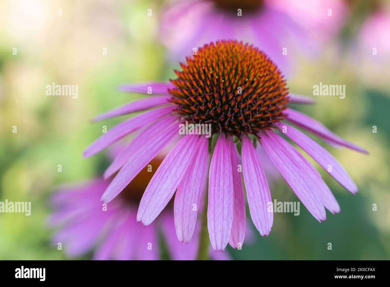 Cone flower closeup hi-res stock photography and images - Alamy