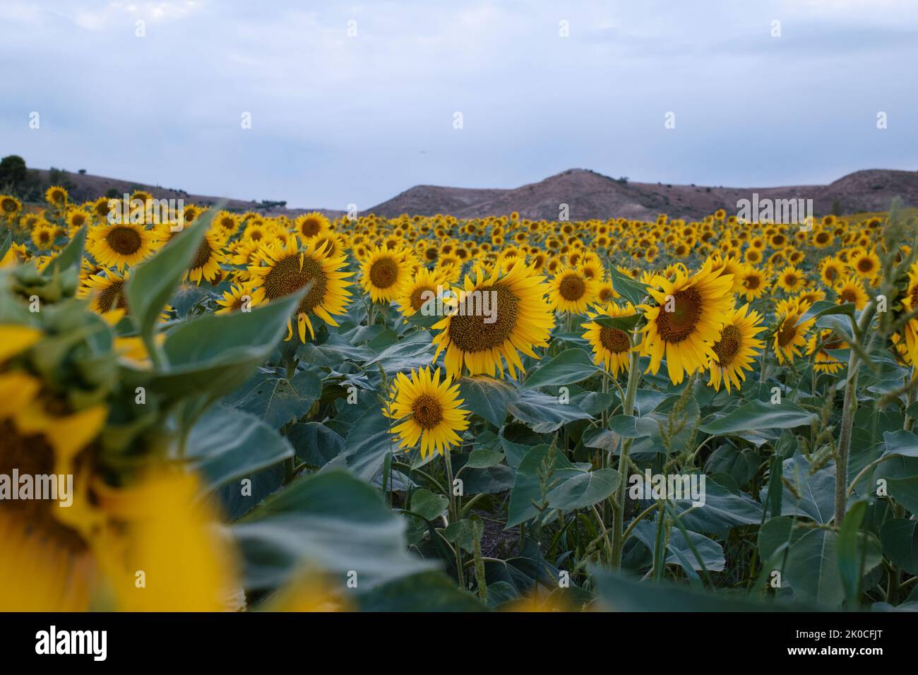 Field of sunflowers on a sunny day, sunflower harvest Stock Photo - Alamy