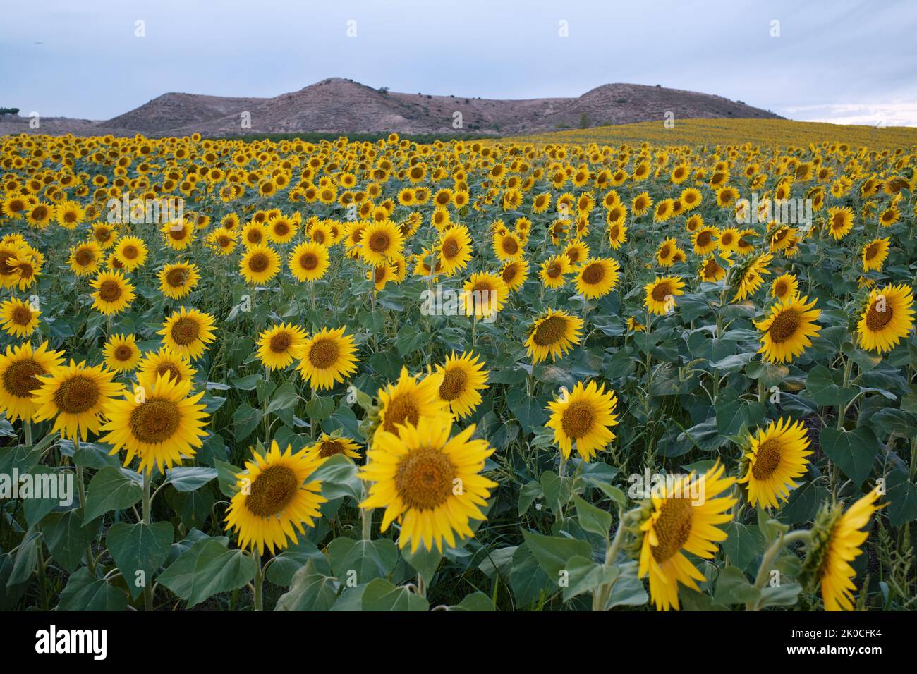 Field of sunflowers on a sunny day, sunflower harvest Stock Photo - Alamy