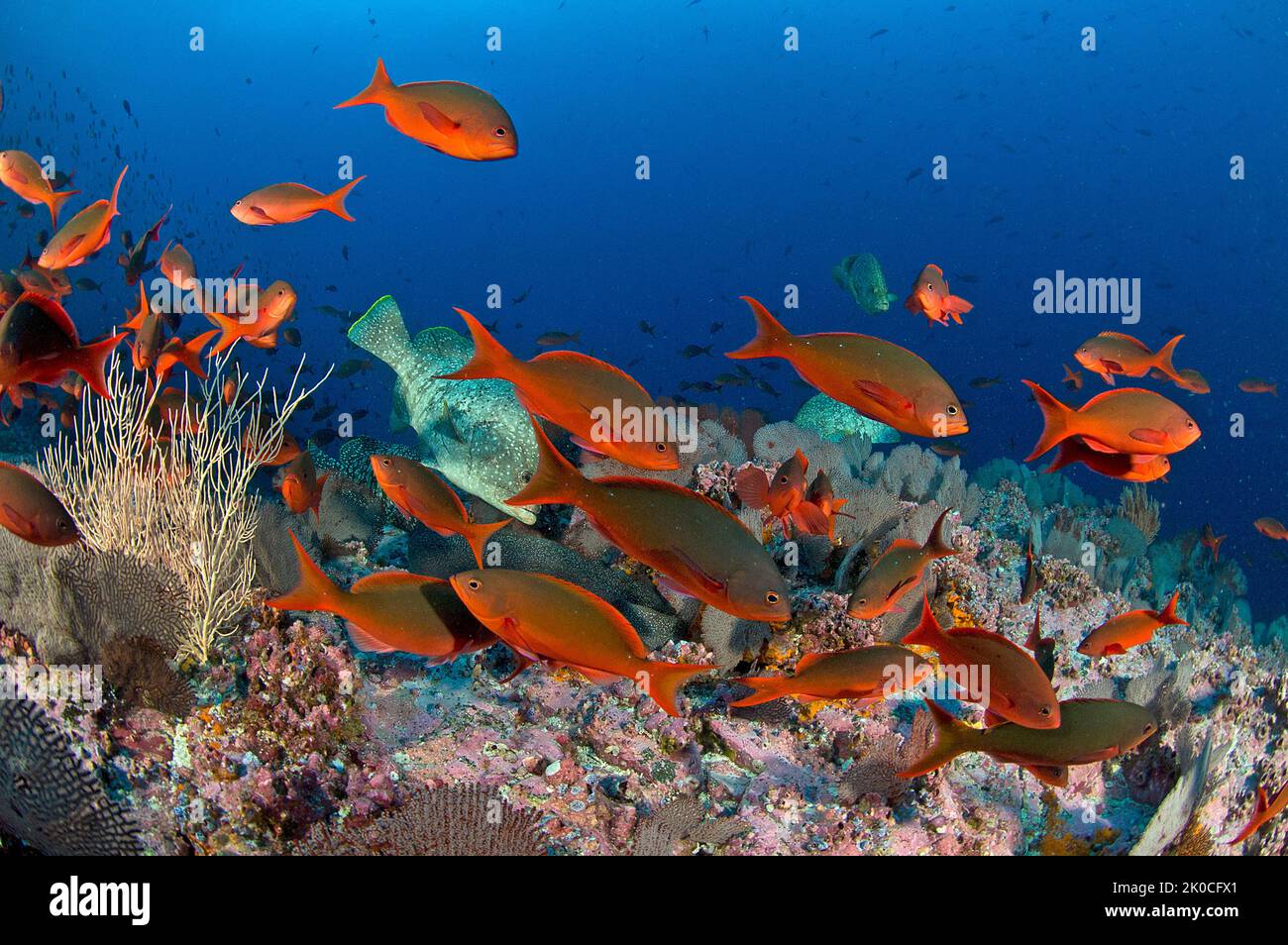 At colonus hi-res stock photography and images - Alamy