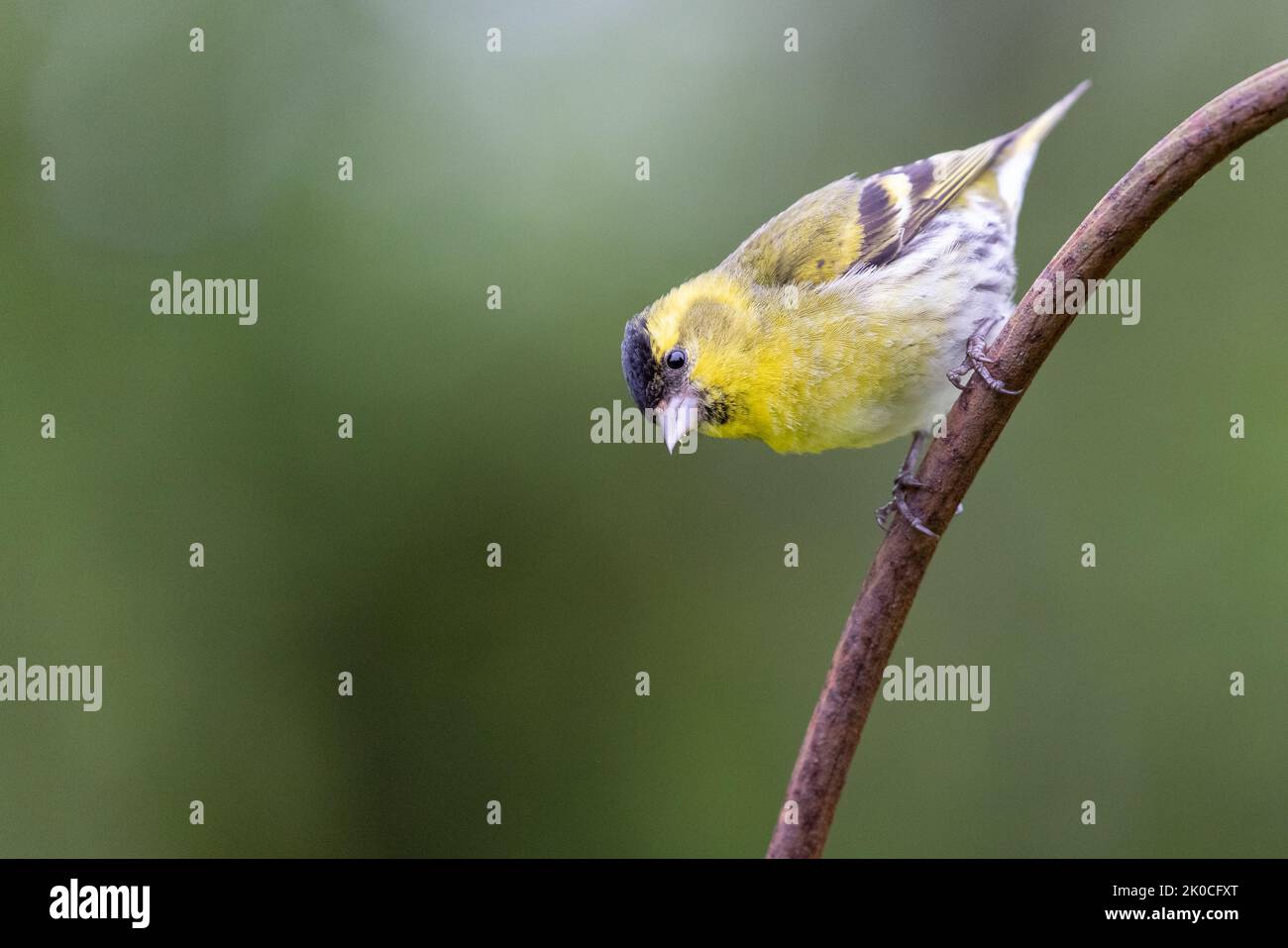 British wildlife bird siskin male hi-res stock photography and images ...