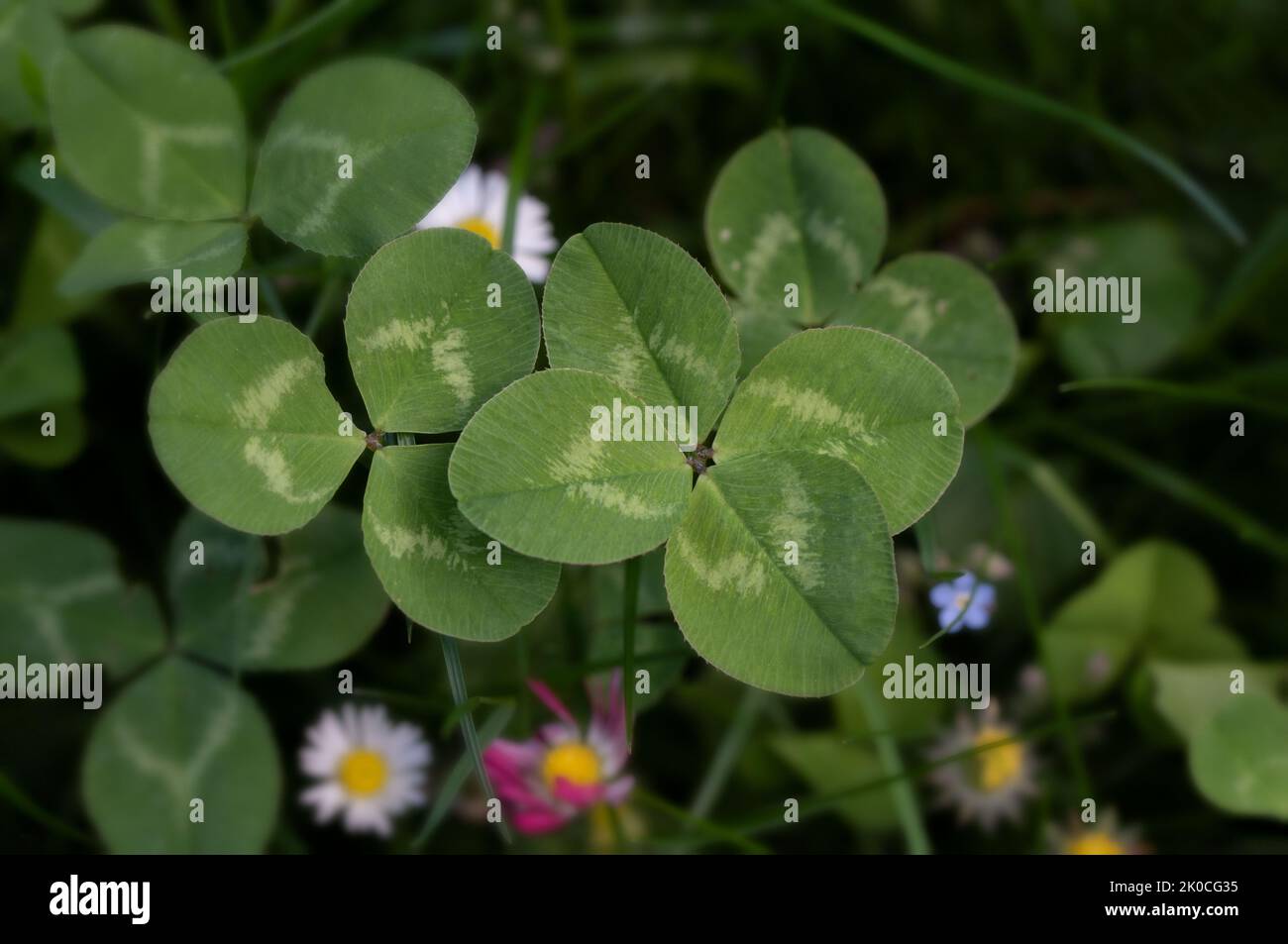 Lucky Four Leaf Clover in the meadow Stock Photo - Alamy