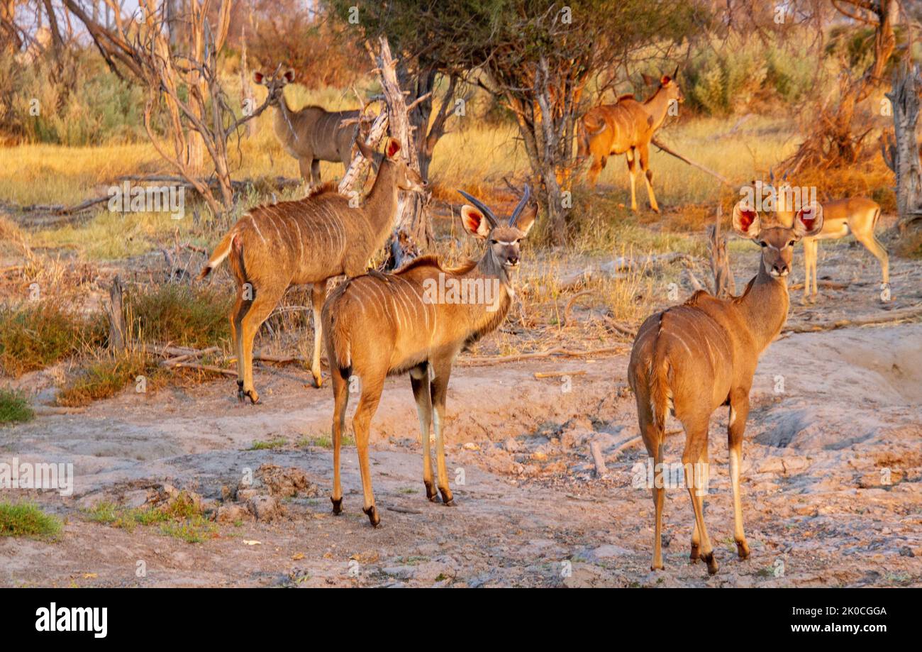 Greater kudu and a small steenbok in this typical African landscape ...