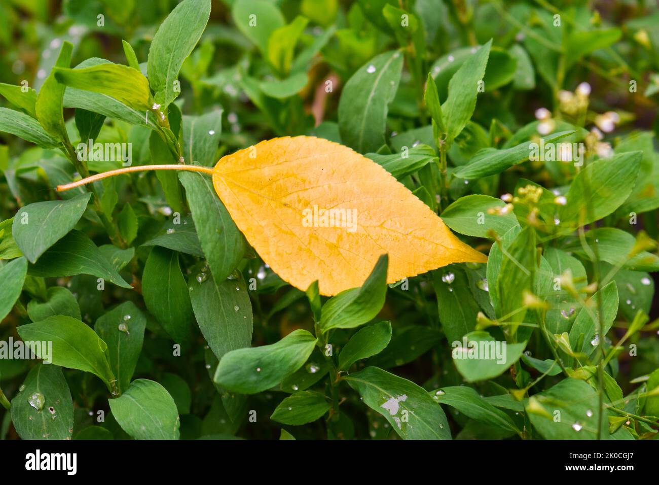 One yellow leaf close-up on green grass with raindrops Stock Photo - Alamy