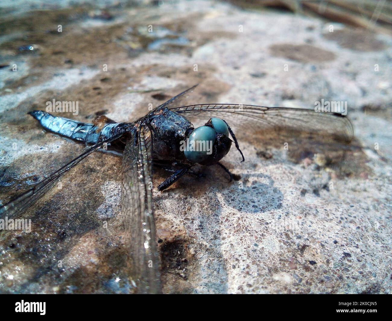 Wet dragonfly with wet wings sits on a stone Stock Photo - Alamy