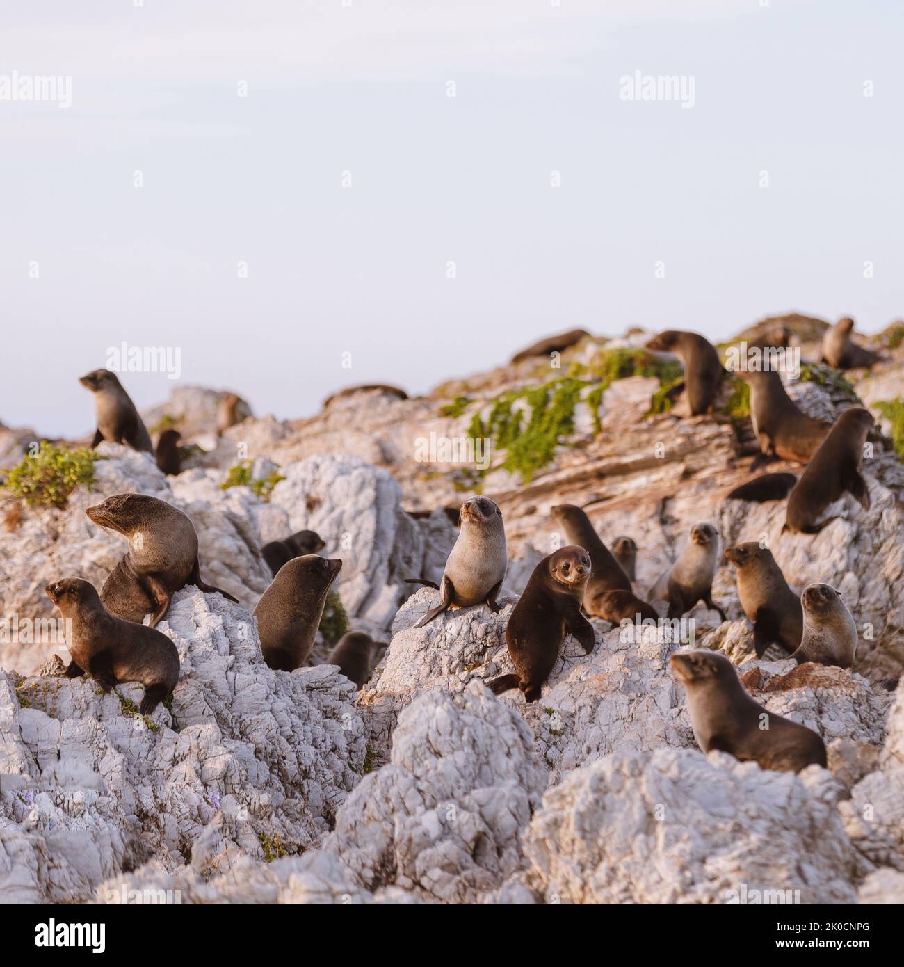 point Kean seal colony, Kaikoura, South island, New Zealand Stock Photo ...