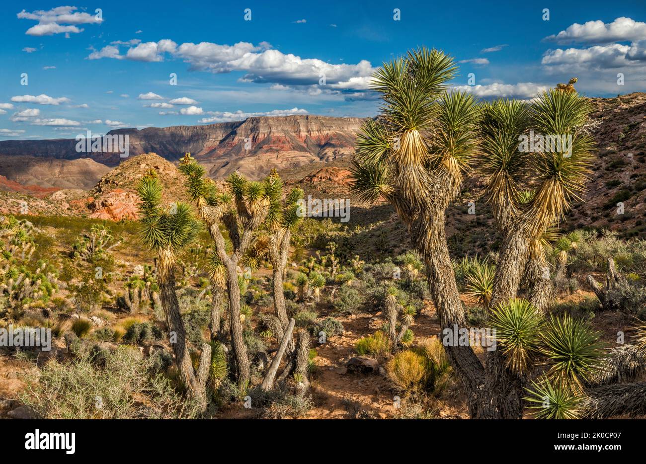 Joshua trees, Beaver Dam Mountains Wilderness, Yellow Knolls over ...