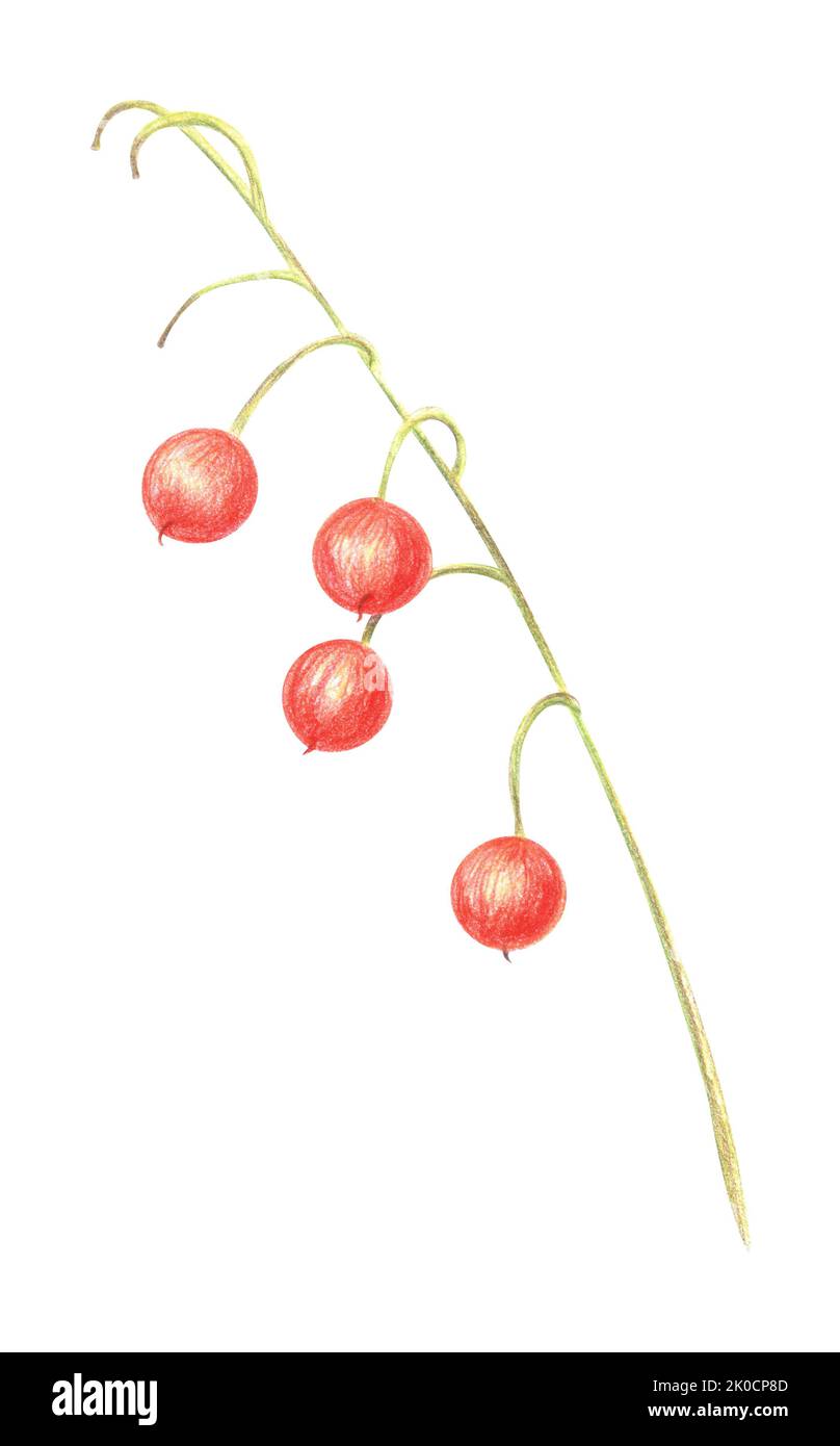 Wild red forest yagona painted with colored pencils isolated on a white ...