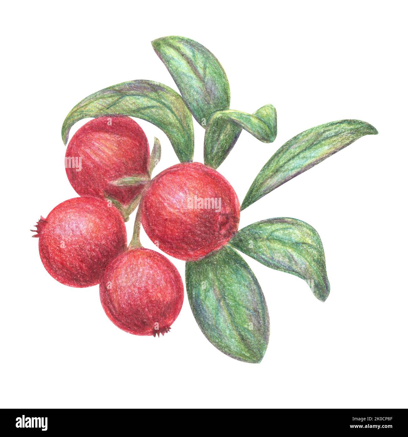 Wild red forest yagona painted with colored pencils isolated on a white ...