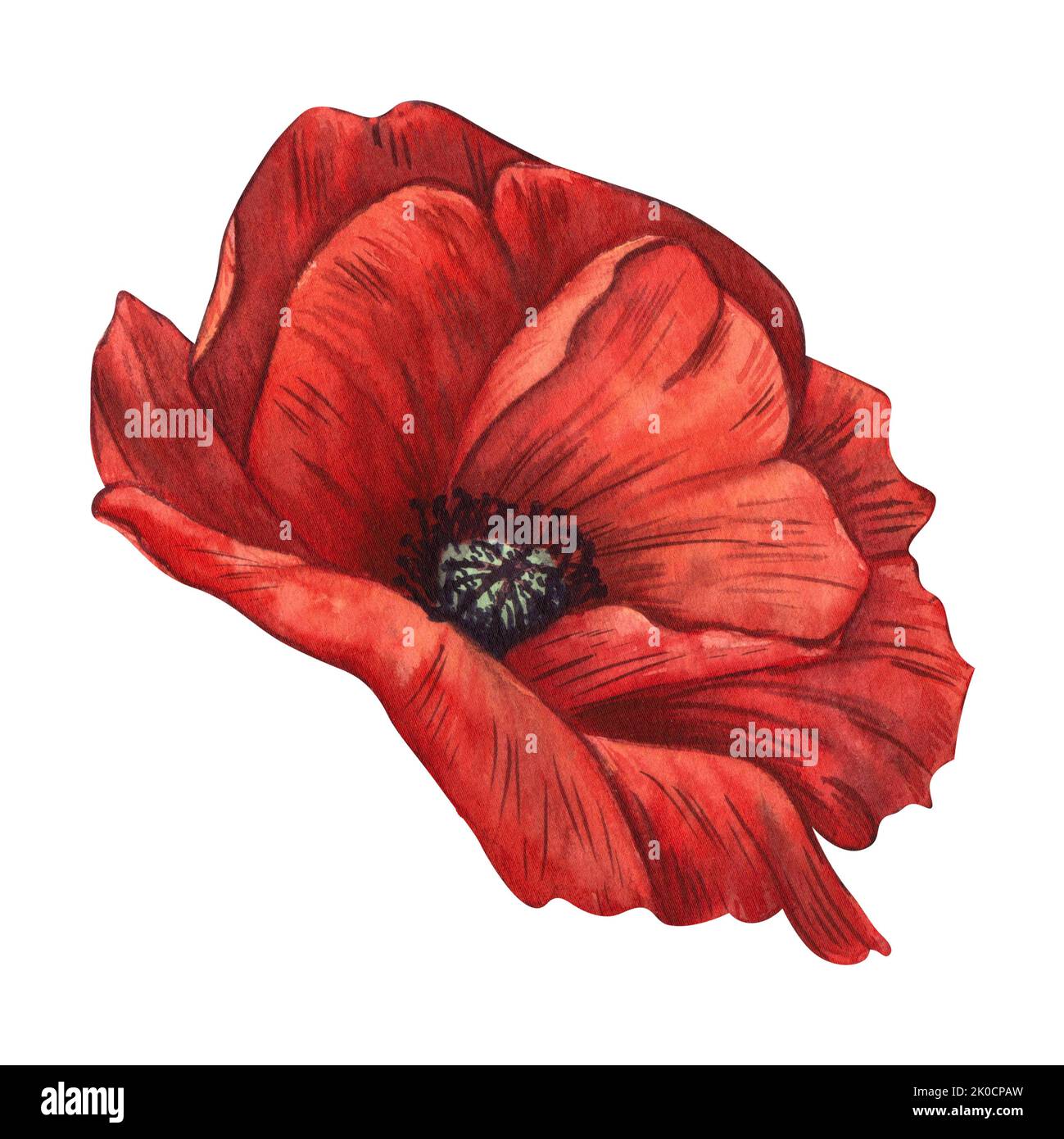 A red poppy flower painted in watercolor, isolated on a white ...