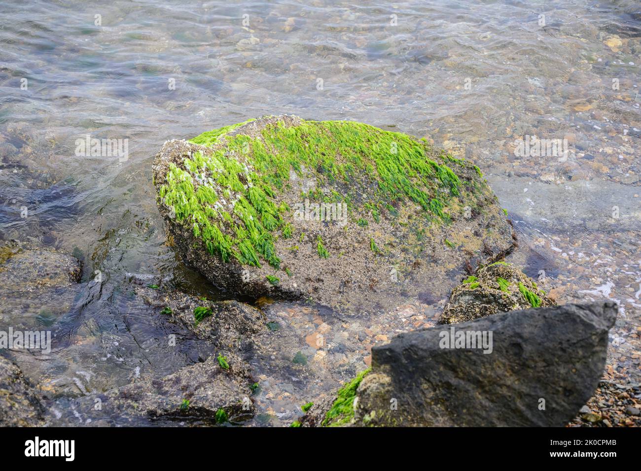 Green algae on a stone by the seashore Stock Photo - Alamy