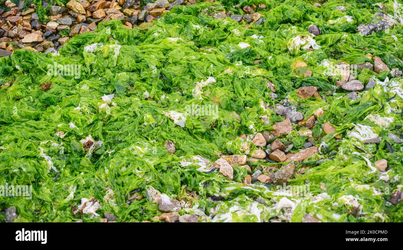 Green algae on a stone by the seashore Stock Photo - Alamy