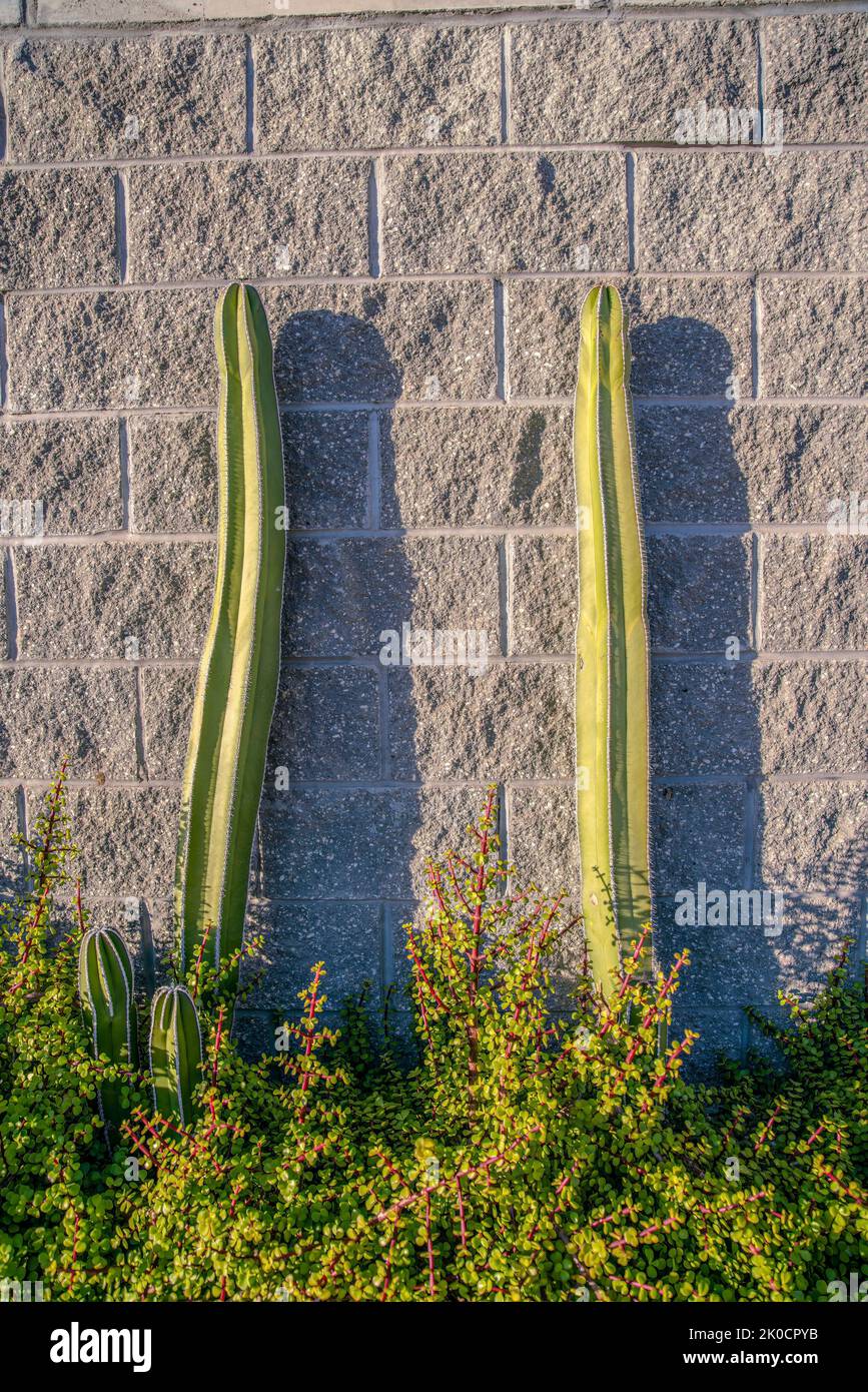 Columnar cacti on a planter near the stone wall- Phoenix, Arizona ...