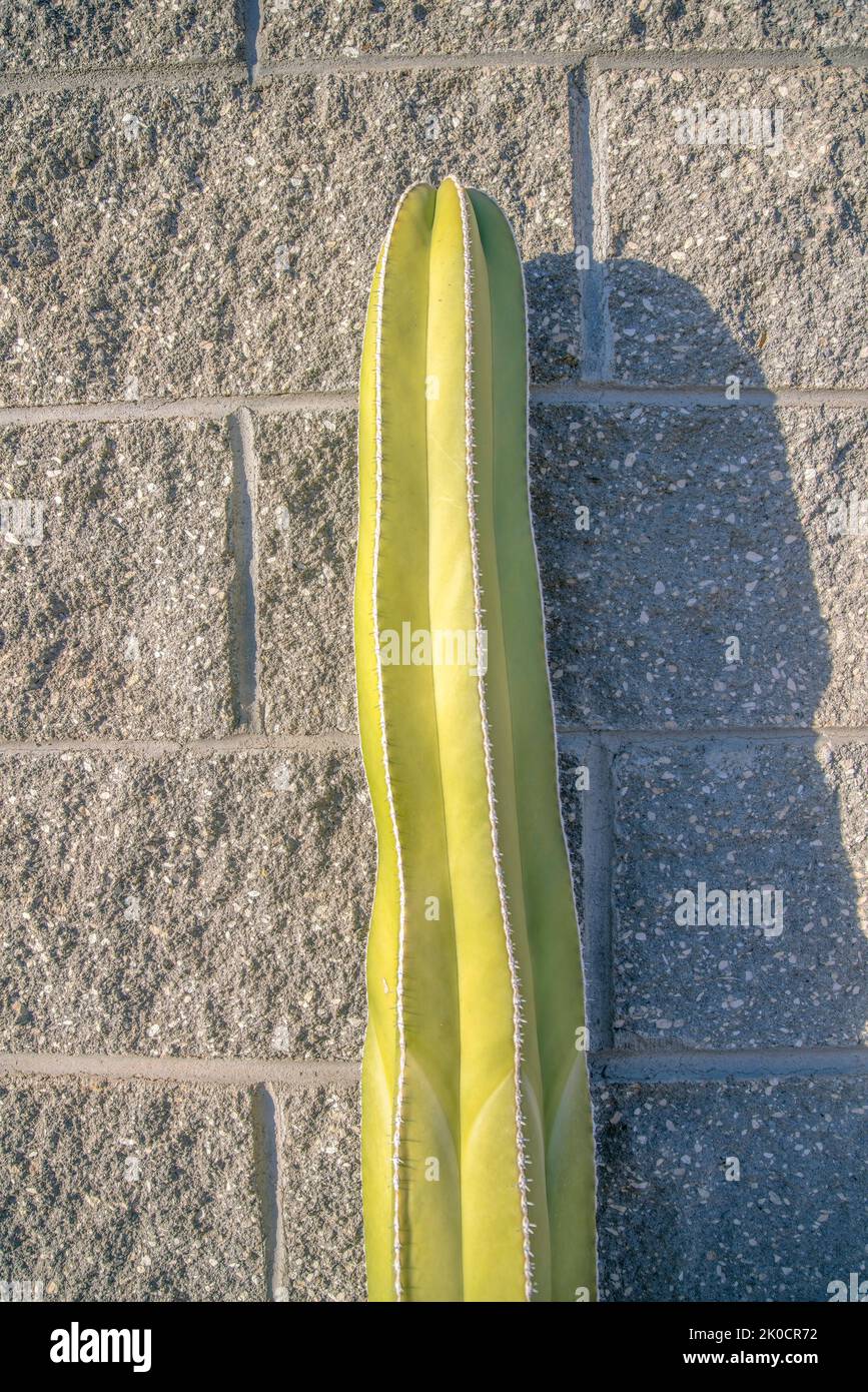 Close-up of a columnar cactus near the wall- Phoenix, Arizona. One ...