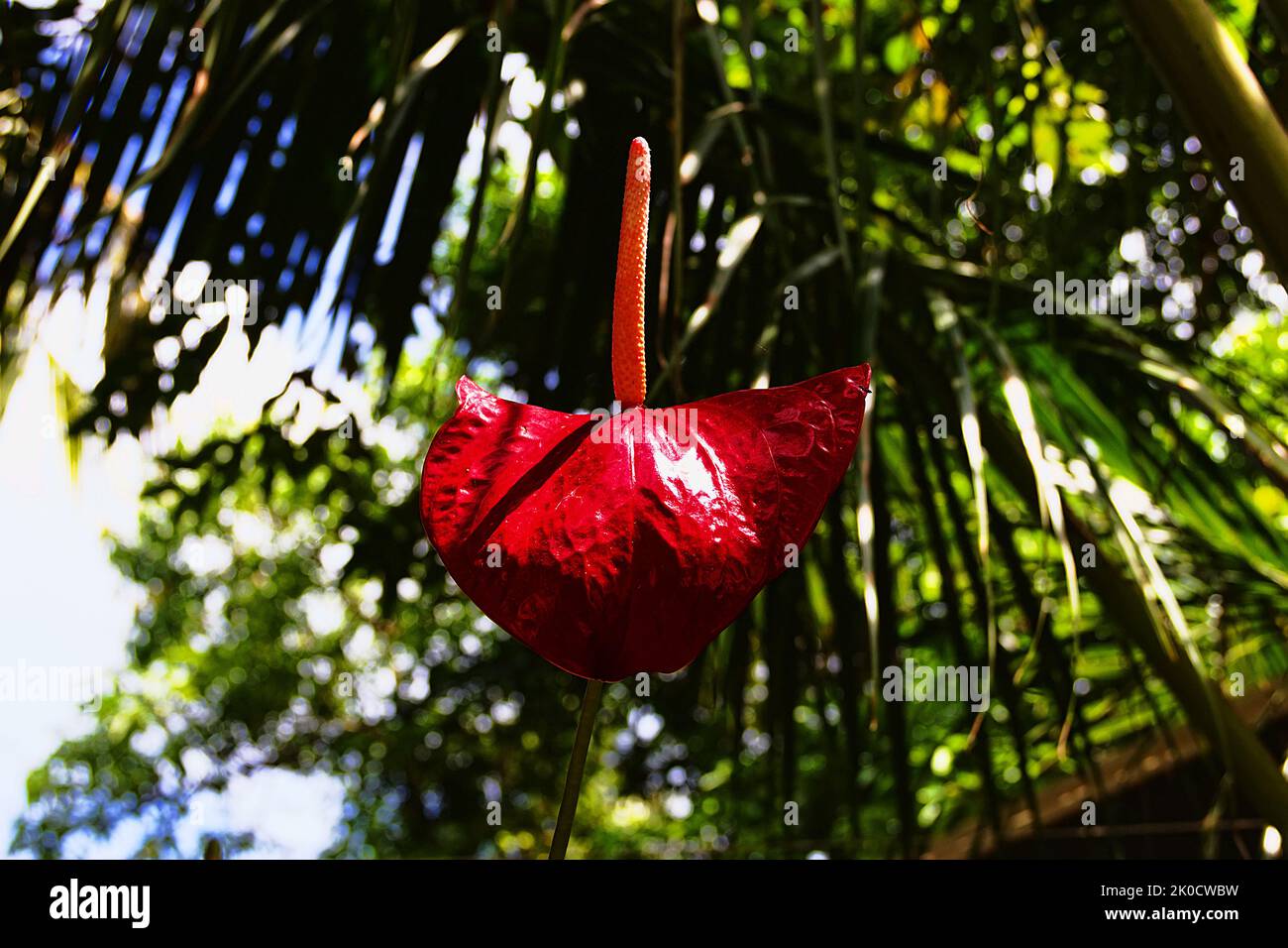 Scarlet Calla flower is flowers of passion. Symbols of love and ...