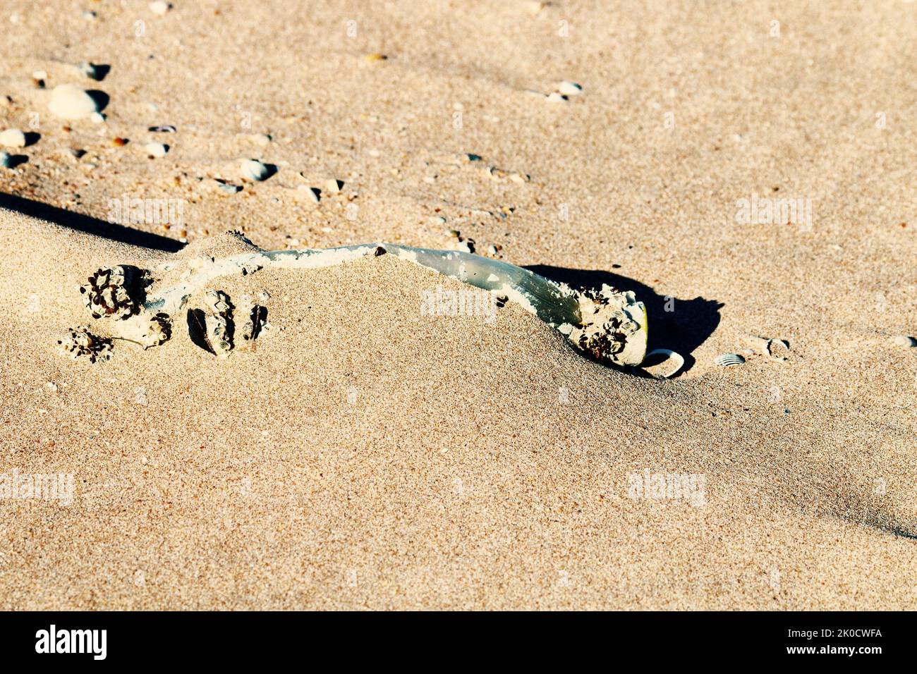 Aeolus under sand hi-res stock photography and images - Alamy