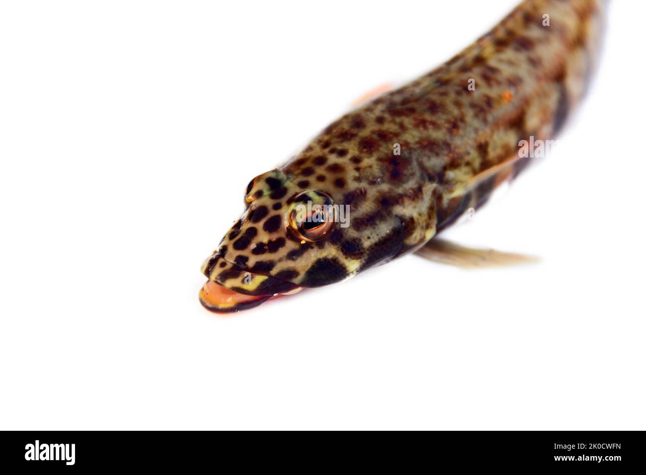 Leopard small fish with a round body (possibly Blenniidae) from Sri ...
