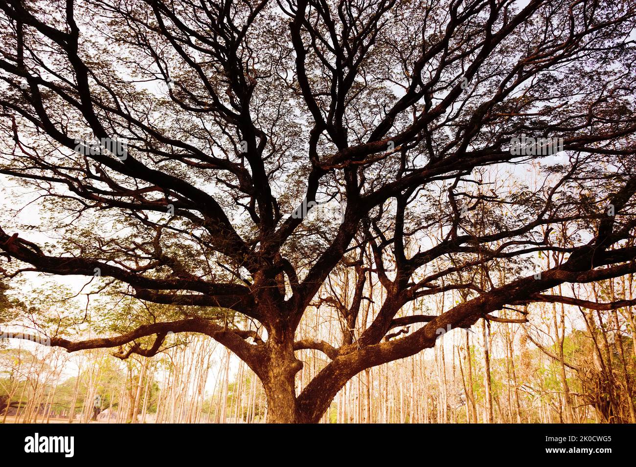 Free growing oak hi-res stock photography and images - Alamy