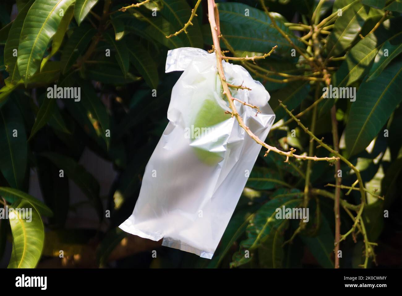 The ripening mango fruits on mango tree are wrapped in polyethylene to ...