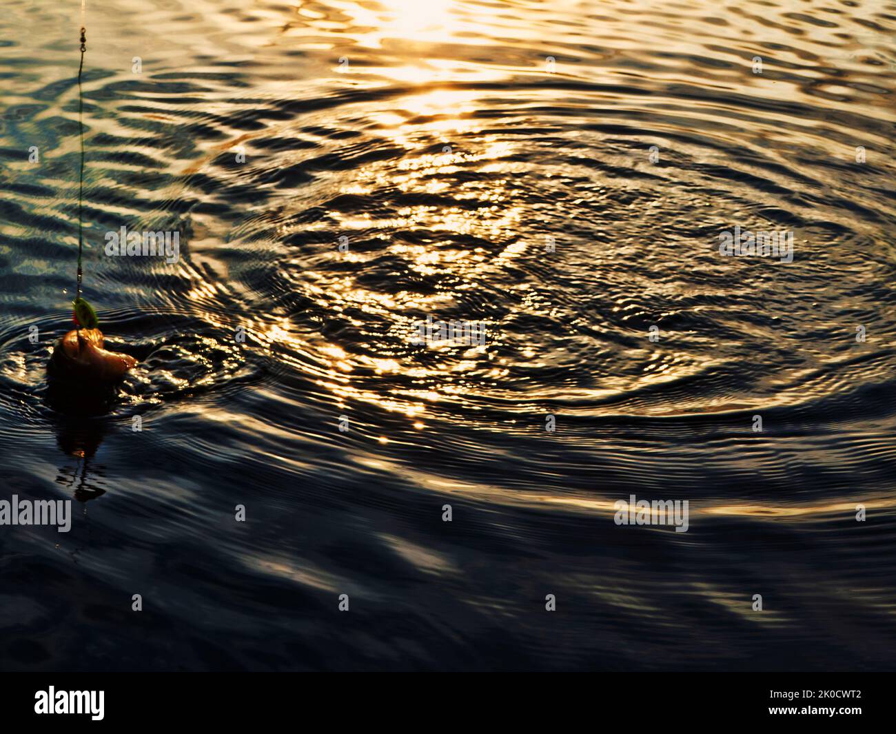 Fishing at sunset. Catching predatory fish on spinning. Sunset colors ...
