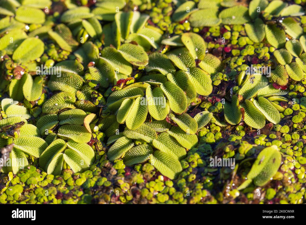 Salvinia natans, commonly known as floating fern Stock Photo - Alamy