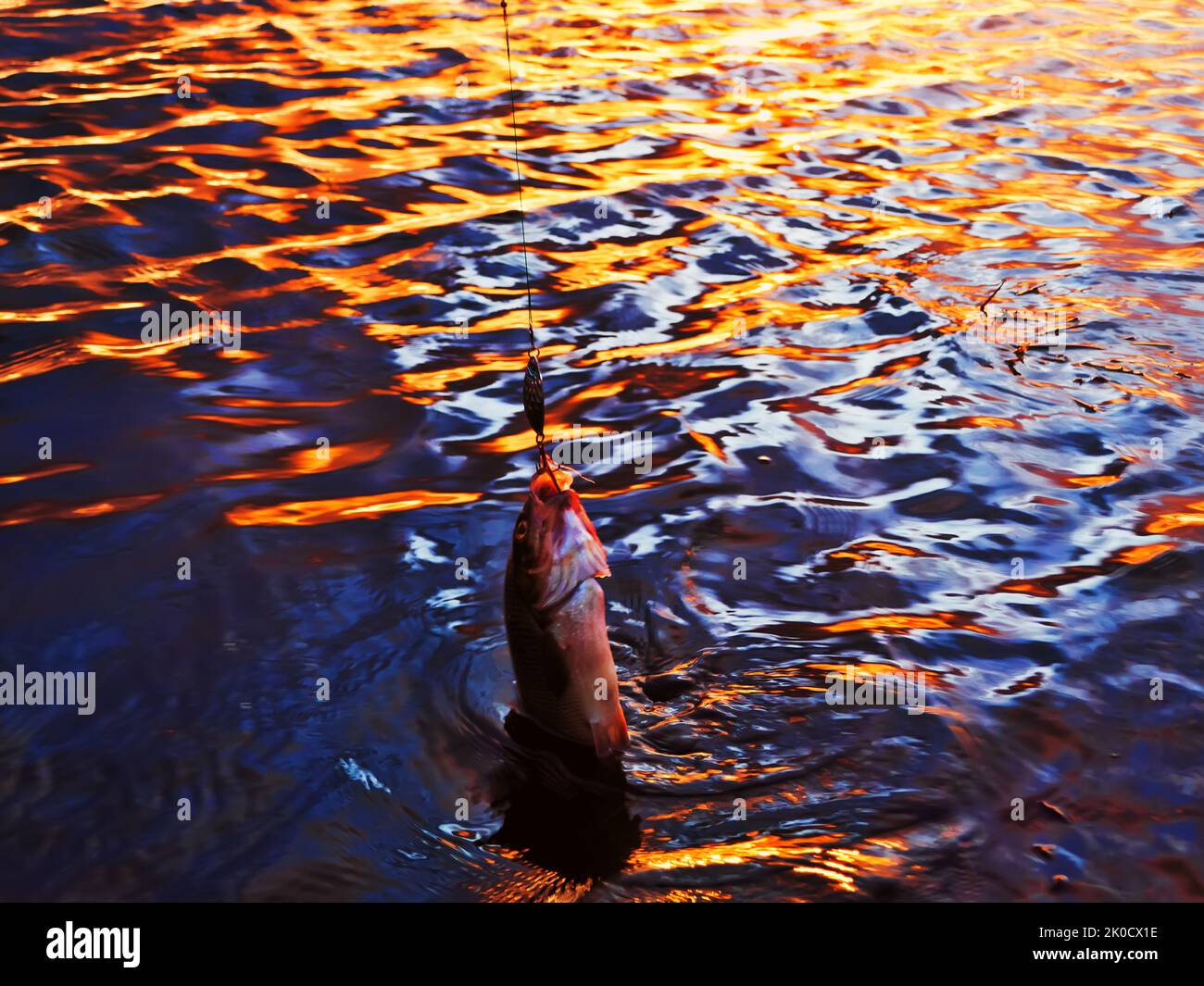 Fishing at sunset. Catching predatory fish on spinning. Sunset colors ...