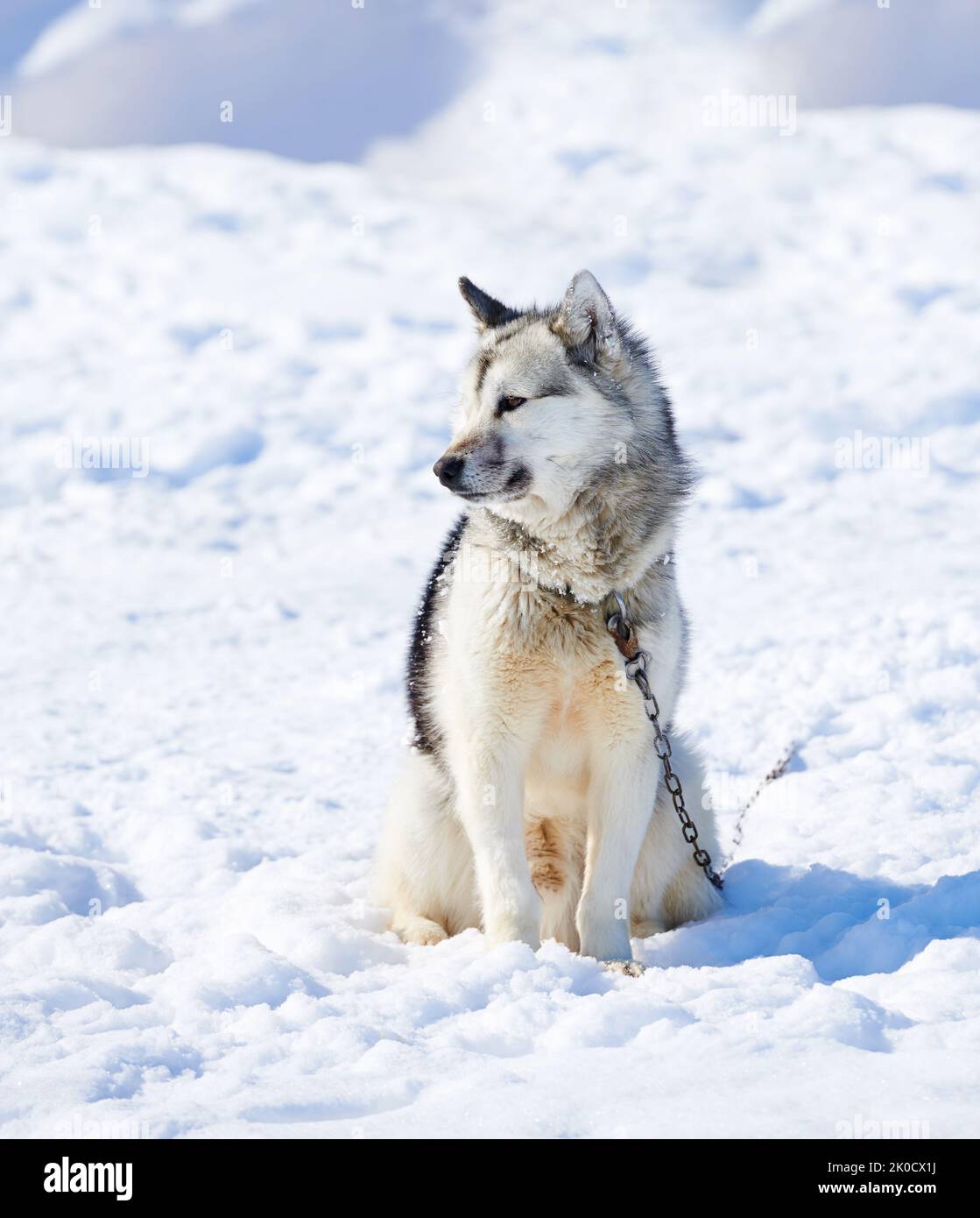 Sled dogs in city of Ilulissat - Greenland. Sled dog - 7000 sled dogs ...
