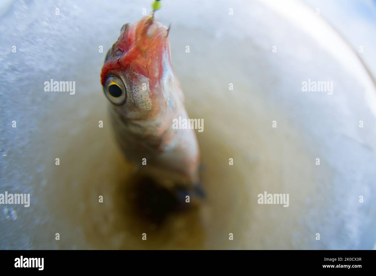 Ice recreational fishing. A picture of ruff fishing with a hole and ...