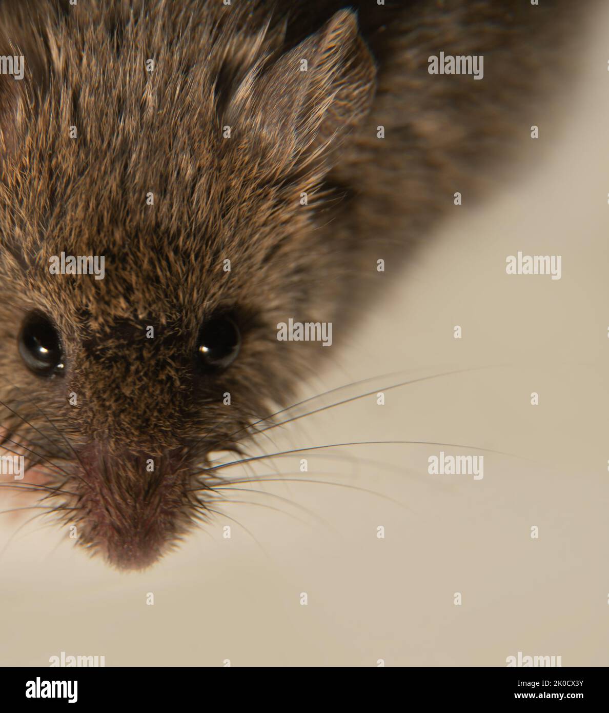 Swiss (house) mice (Mus musculus) constantly accompanies to human ...