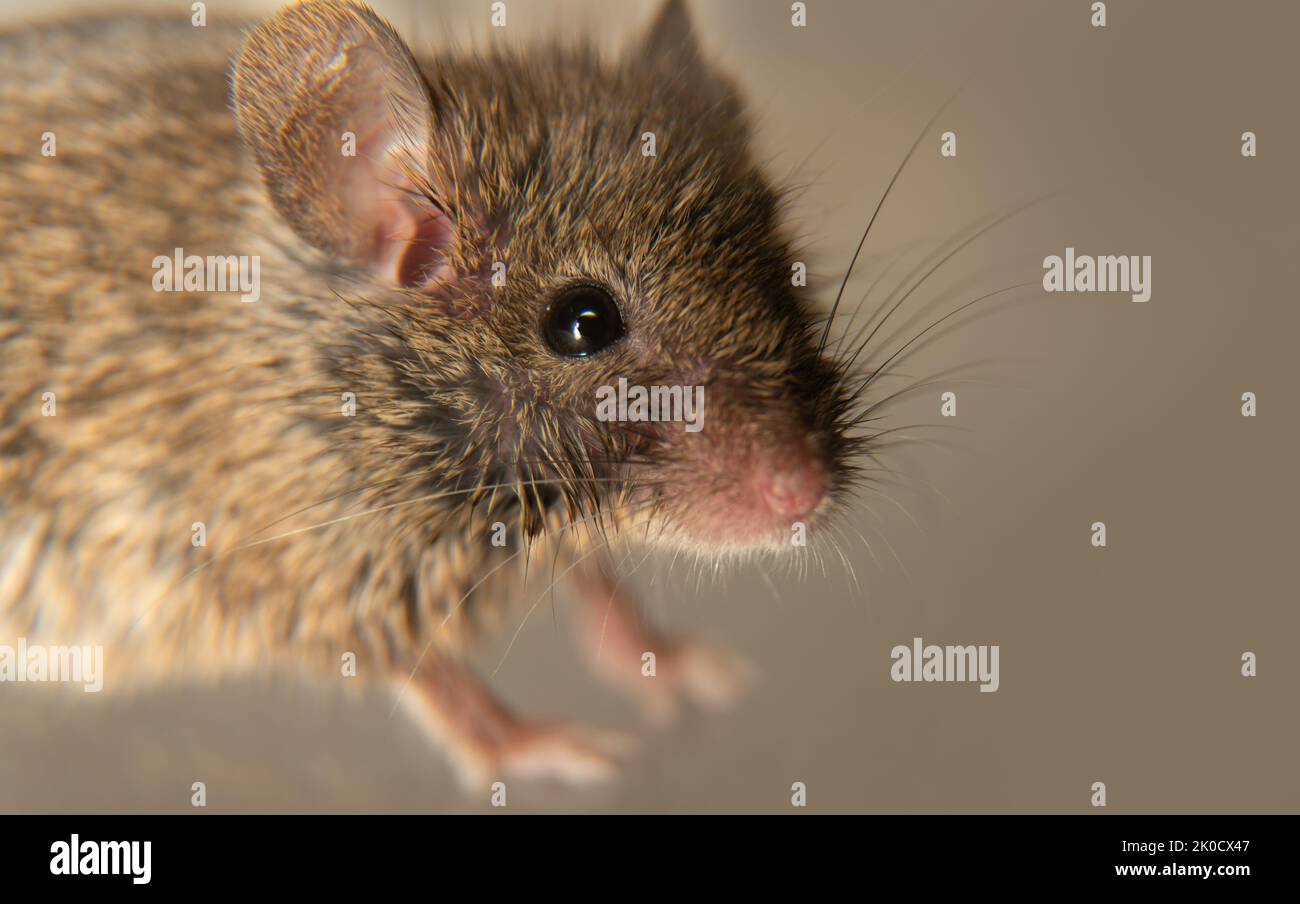 Swiss (house) mice (Mus musculus) constantly accompanies to human ...