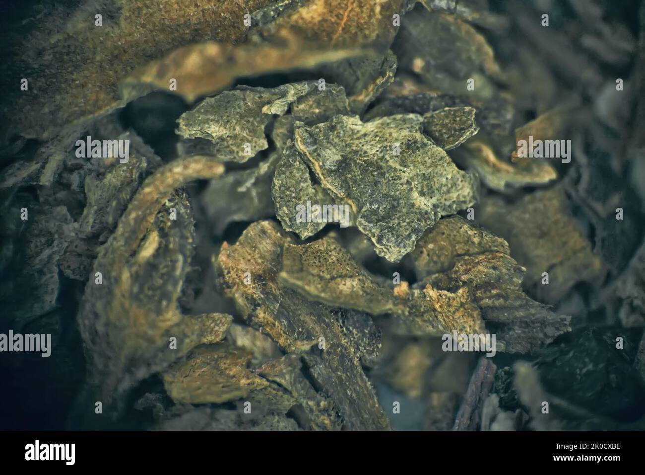 Orthosiphonis folium hi-res stock photography and images - Alamy
