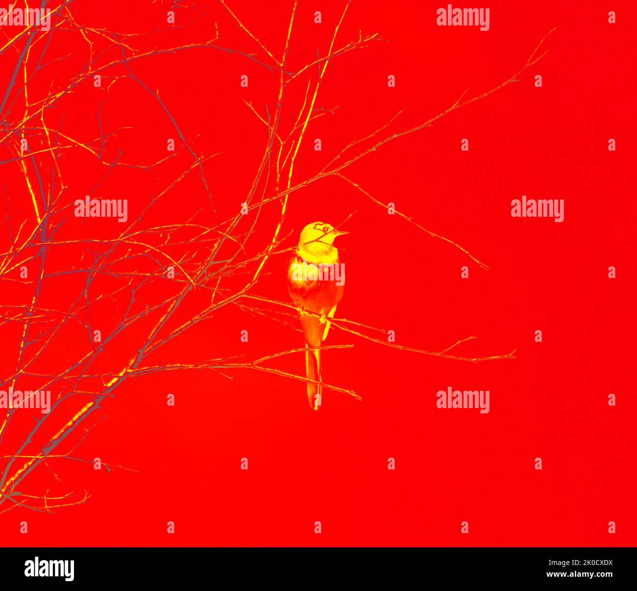 A bird on a dry branch. Illustration of thermal image Stock Photo - Alamy