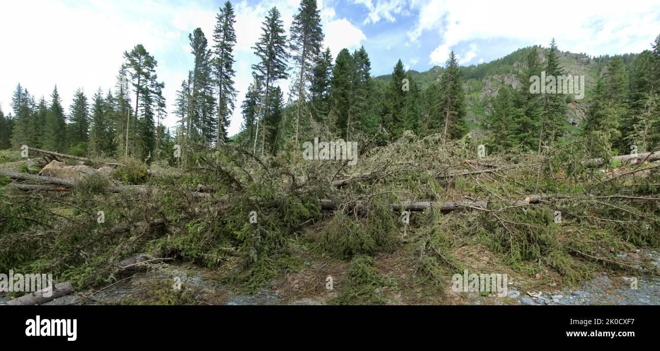 Forest industry. Loss of wood in logging. Trunk of tree (delimbed stem ...