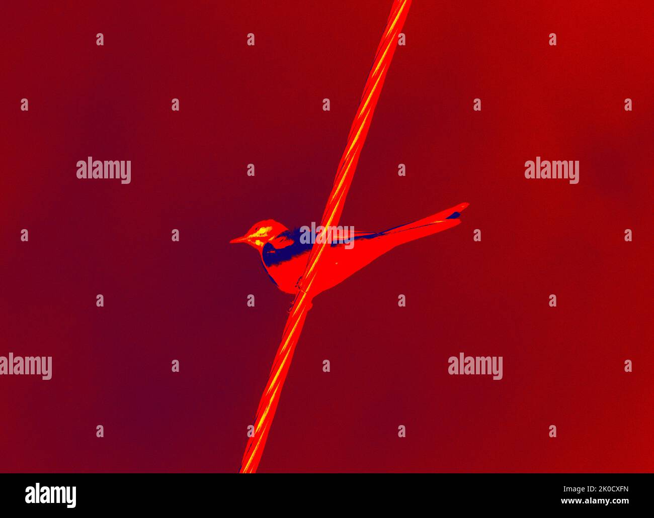Bird on a wire. Illustration of thermal image Stock Photo - Alamy